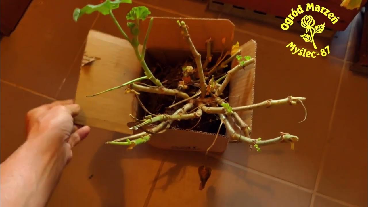 Zimowanie pelargonii w kartonie, na trzy sposoby. Zimowanie roślin doniczkowych w piwnicy. - YouTube