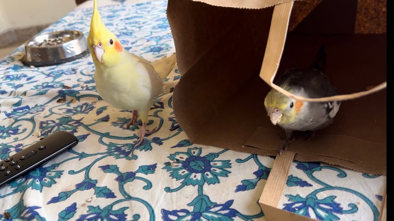 Hilarious Cockatiel Bird Scared Brother🤣🤣 - YouTube