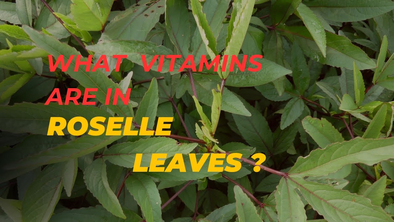 Roselle leaves health benefits in English/ benefits of eating Roselle ...