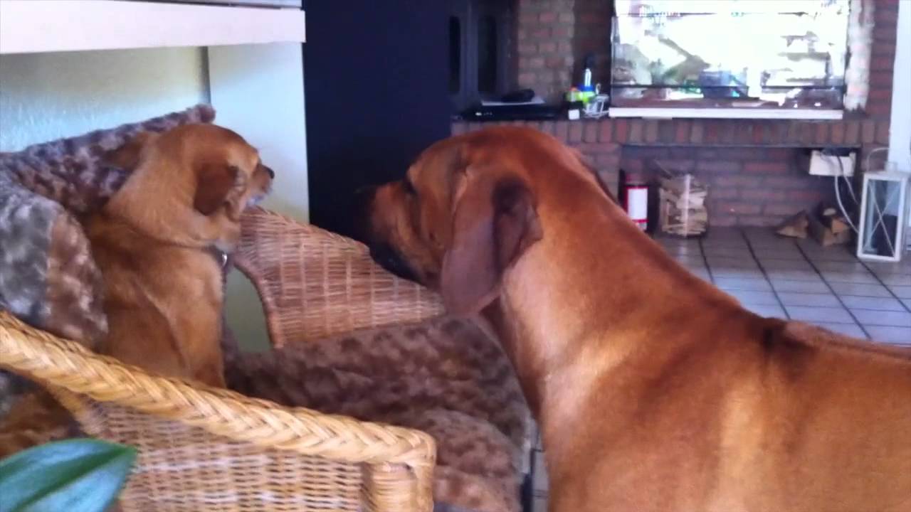 Rhodesian Ridgeback - YouTube