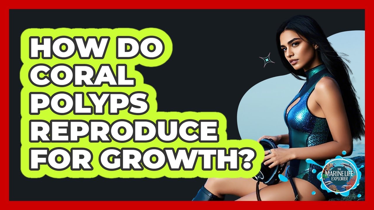 How Do Coral Polyps Reproduce For Growth? - YouTube