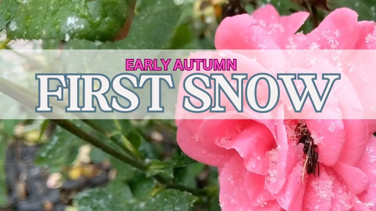 Early Autumn First Snow | Watch A Serene Scene of Fluffy Flakes | Snow ...