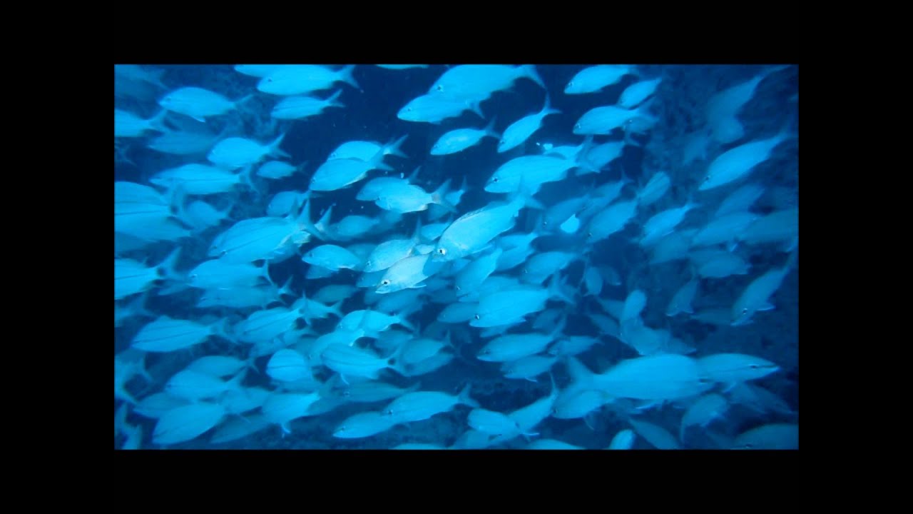 The Adolphus Busch Wreck Trek Dive - Nov 2013 - YouTube