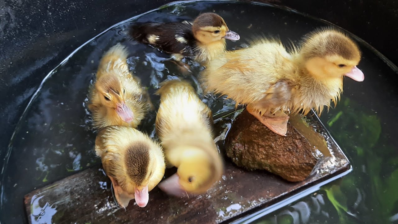 Cara Merawat Anak Entok Biar Cepat Besar, Manfaat Memandikan Anak Entok ...