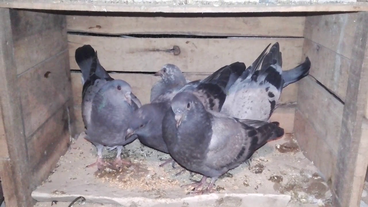 Nice pigeon form cuttack odisa - YouTube