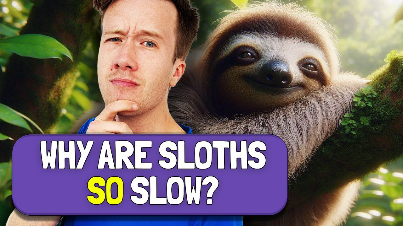 THE SLOW LIFE OF SLOTHS: Why Are They So Slow? 😴🦥 - YouTube