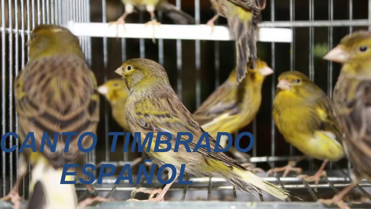 Canto De Canarios Timbrados