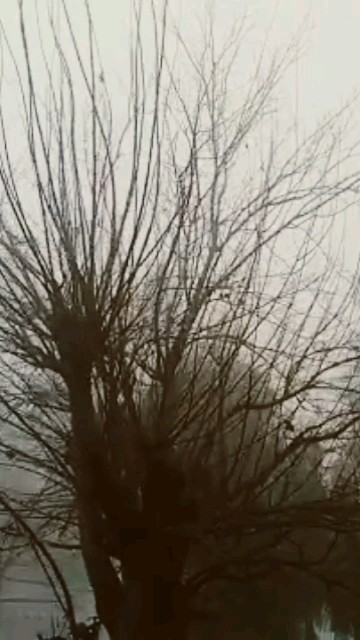 Beautiful Foggy Weather in HMC Taxila | ٹیکسلا میں خوبصورت دھندلا موسم ...