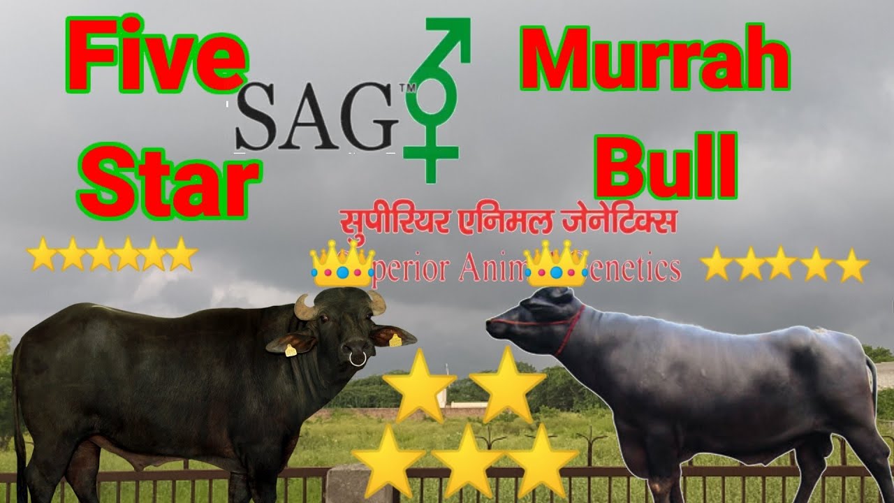 SAG Murrah⭐👌🏾 Bull 5 Star 🐃Value 🙏⭐🤔 MR10501 MR10542 MR10538 MR10516 ...