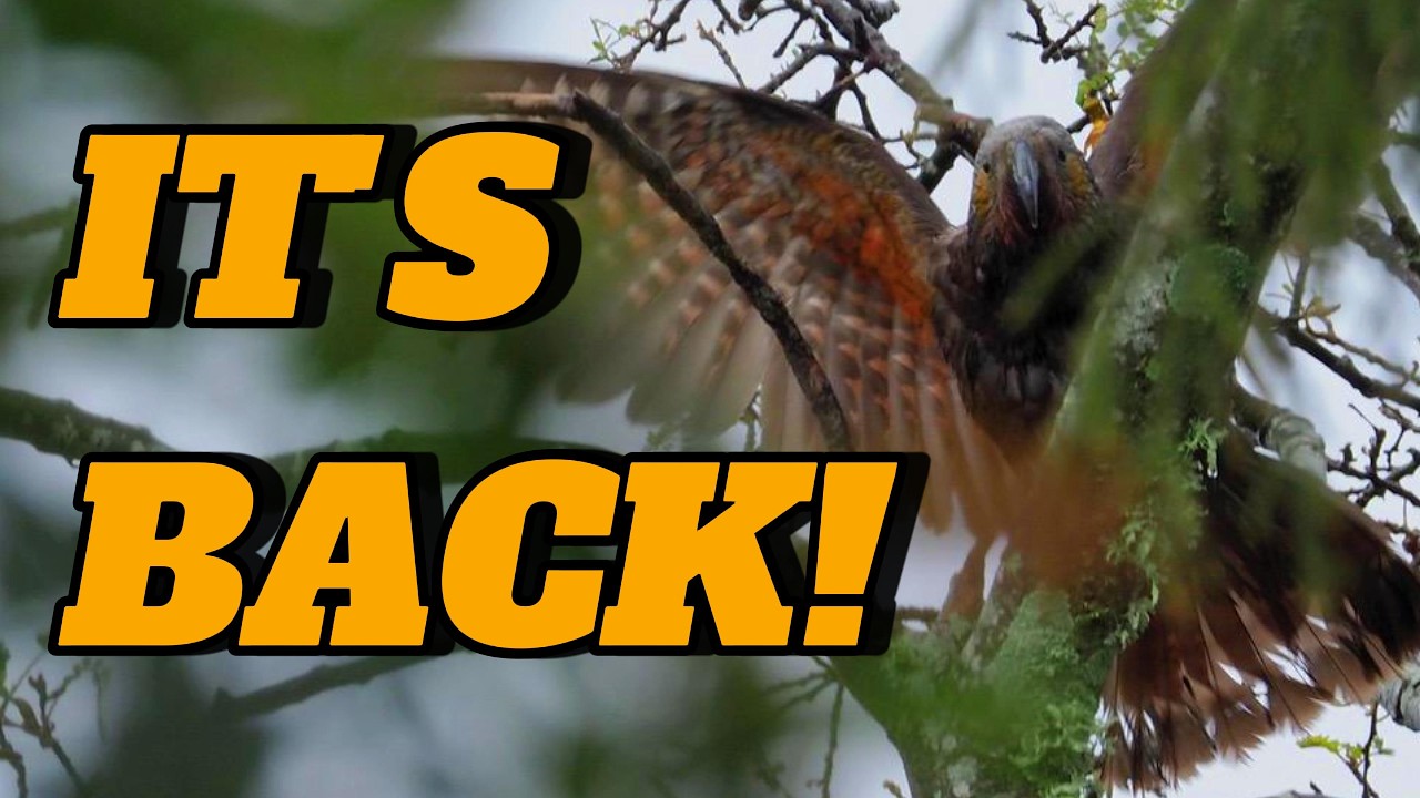 Taranaki’s Lost Bird Comes Back: The Return of the Kākā - YouTube