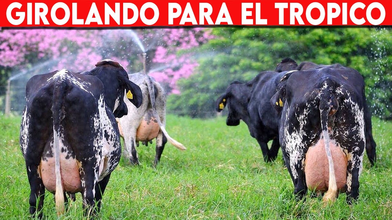 🔴 VACAS LECHERAS GIROLANDO Para Producir Leche En Los Tropicos Vacas ...