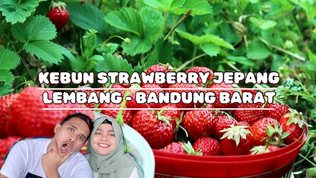 KEBUN STRAWBERRY JEPANG | LEMBANG - BANDUNG BARAT - YouTube