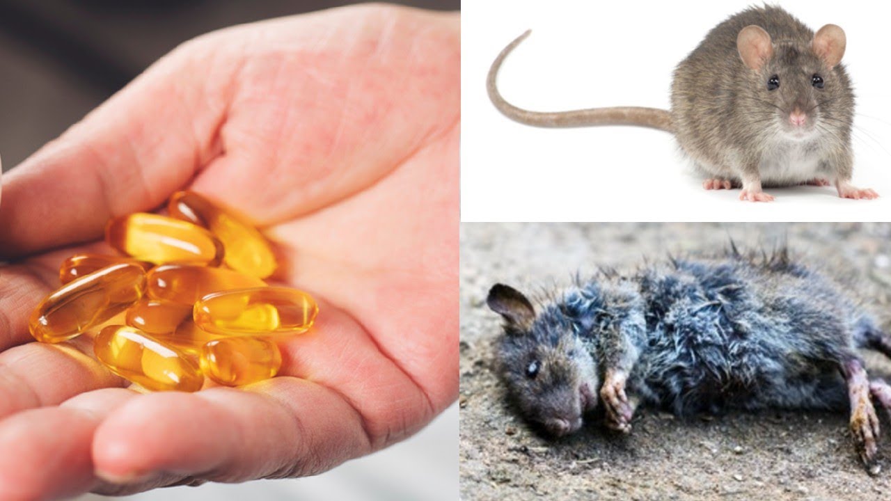 MAGIC INGREDIENT || How To Get Rid of Mouse Rats, Permanently In a ...