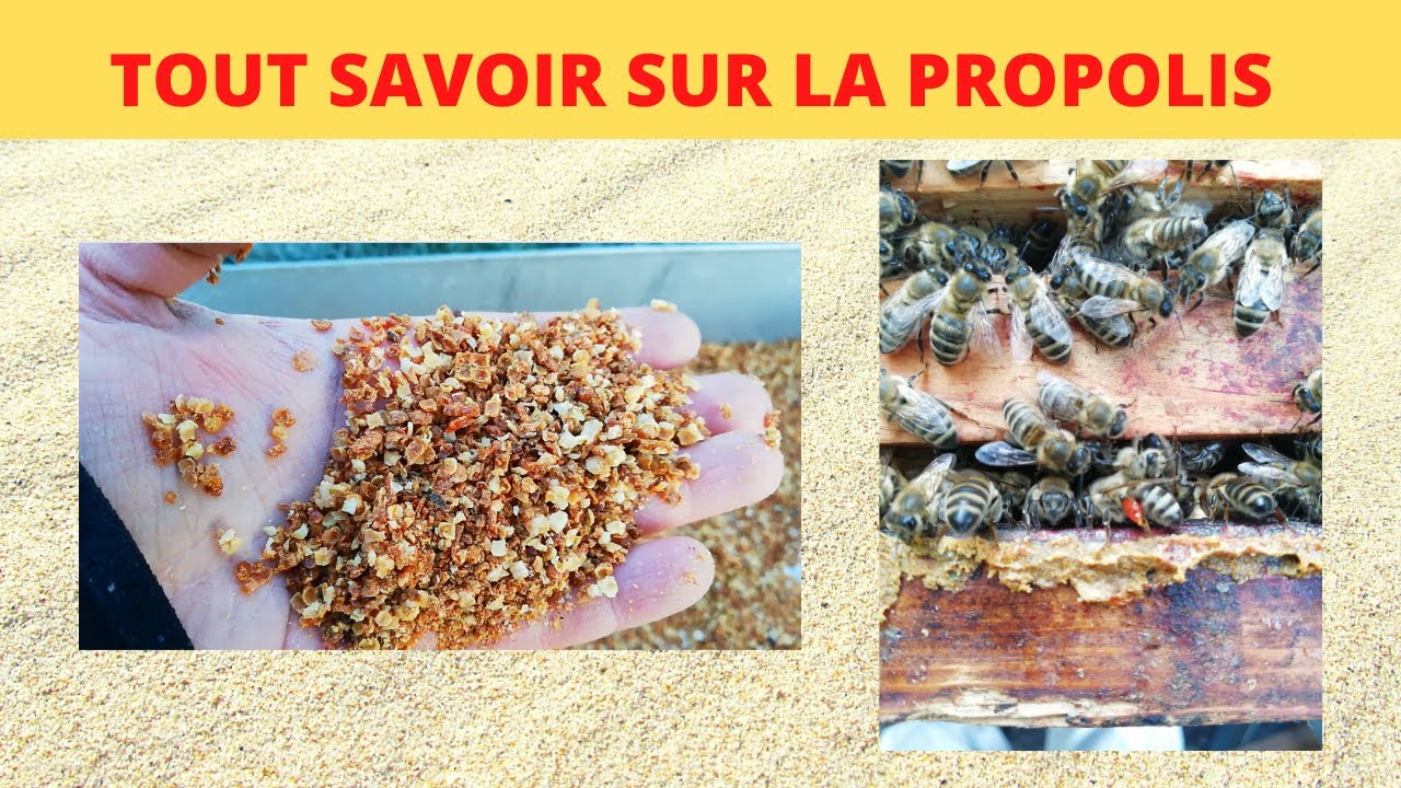 récolter et préparer la propolis - YouTube