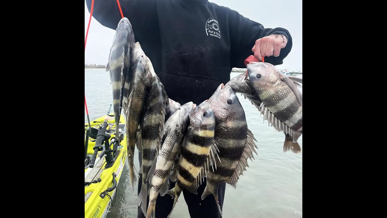 2024 SHEEPER SPAWN LIMIT'S BEFORE THE SOUTH PACKERY CHANNEL JETTIES-FOLLOW @jay_slays361 ON TIK ...