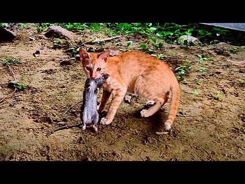 Orphan kittens fight with mouse || Cat vs mouse fight, Cat play with ...