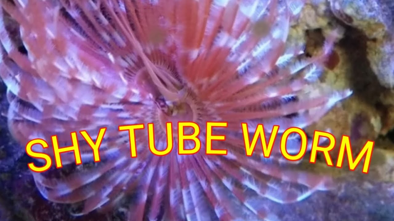 Tube worm the shy one/cacing kelapa si pemalu - YouTube