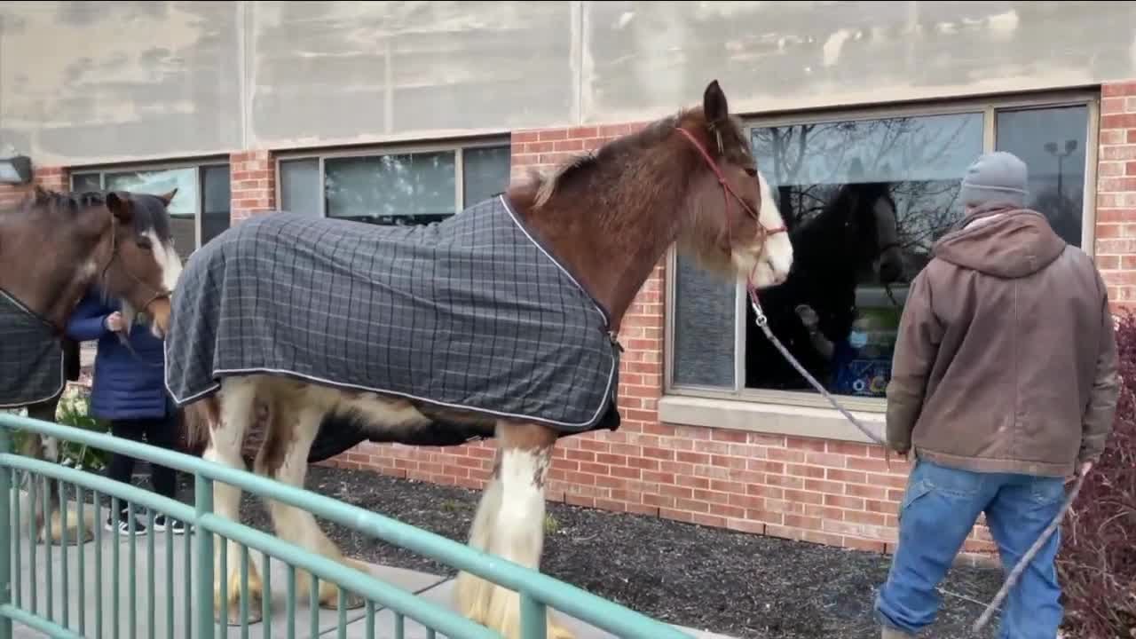 Banner Farms - horses - YouTube