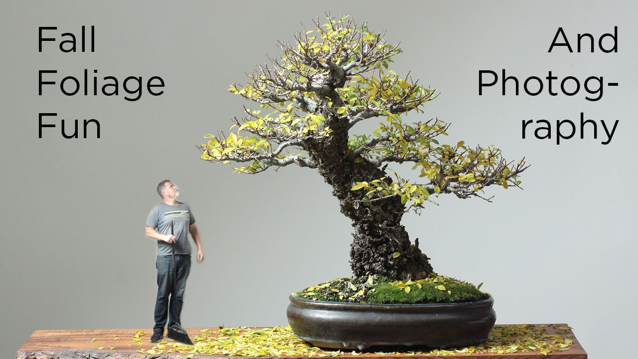 Bonsaify | Fall Foliage Fun with a Chinese Cork Bark Elm Bonsai Tree ...