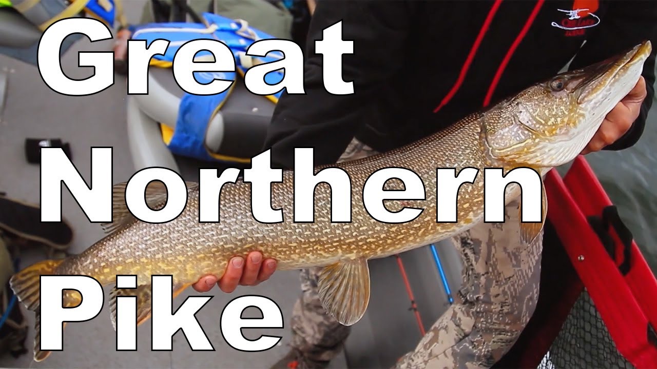 In-Fisherman (Season 46) E:2 - MEGA Northern Pike with Steve Quinn ...
