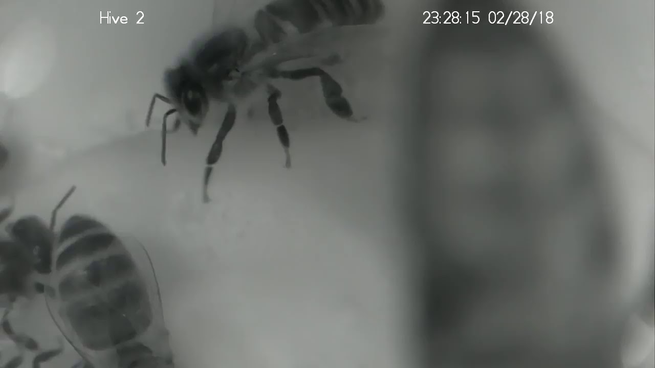 Graham's Bees Live Stream - YouTube