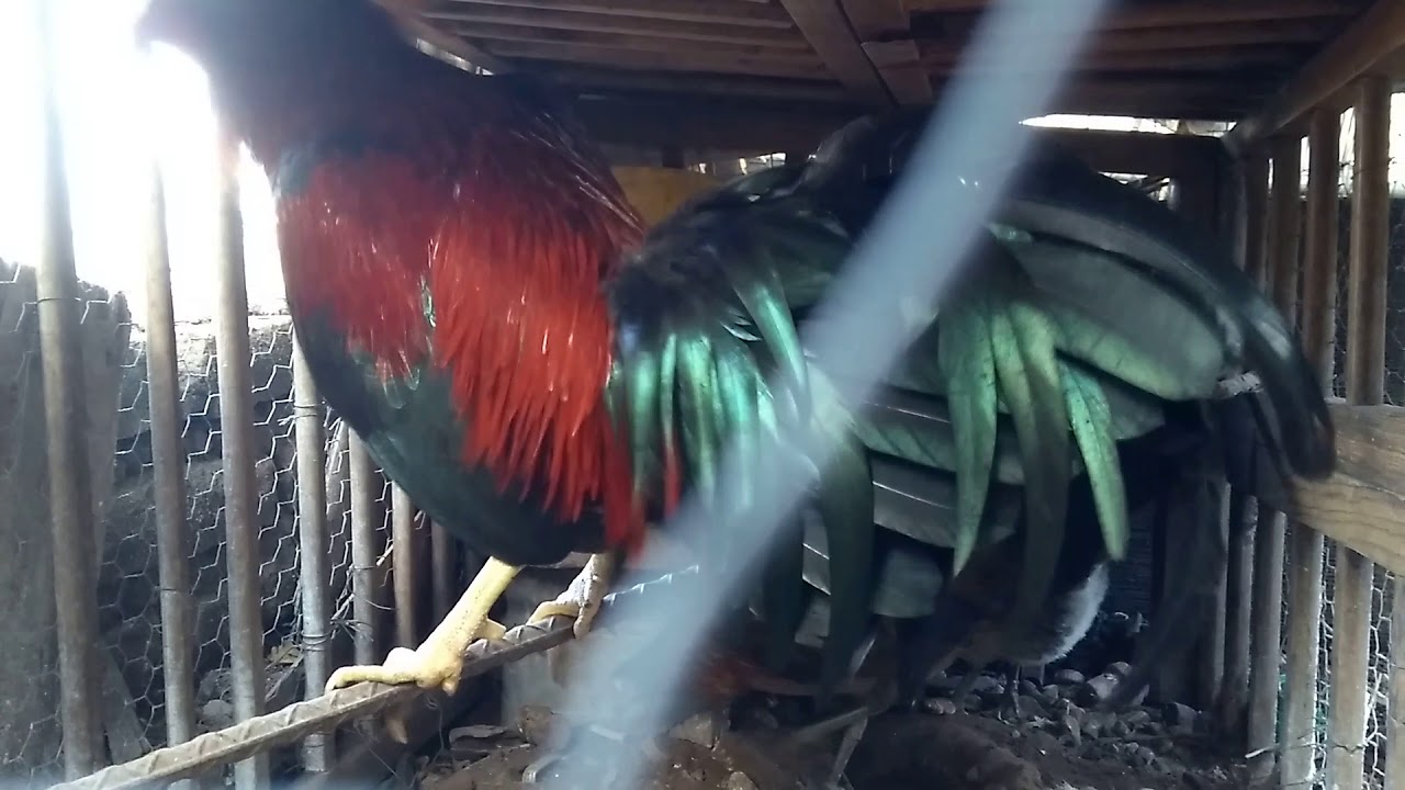 Gallo Brown red hatch - YouTube