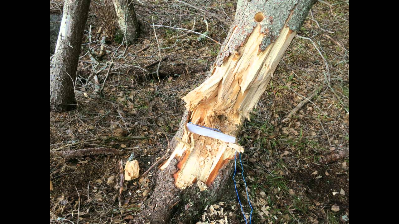 Sprängning av träd/Tree blasting - YouTube