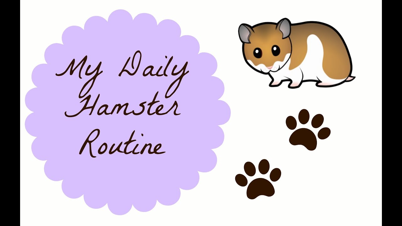 My Daily Hamster Routine! - YouTube