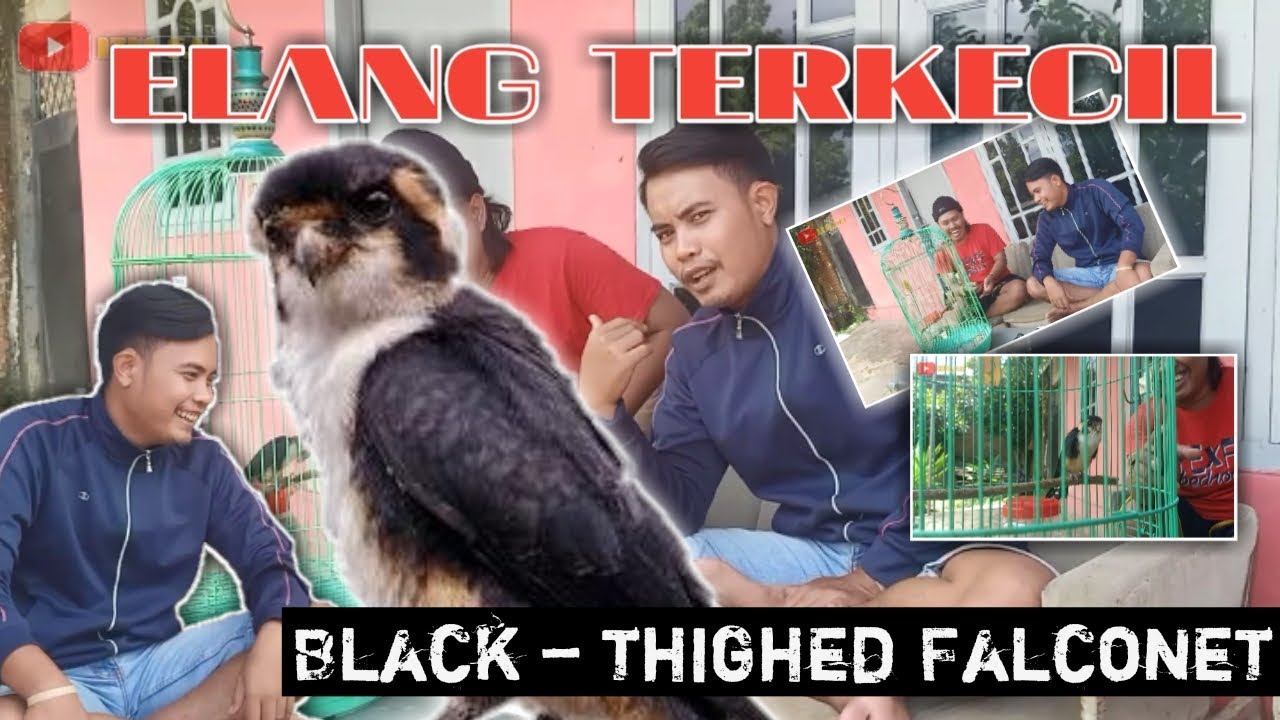 KENALAN|ELANG TERKECIL DI DUNIA|Black – thighed Falconet [ eps1. Yuda ...