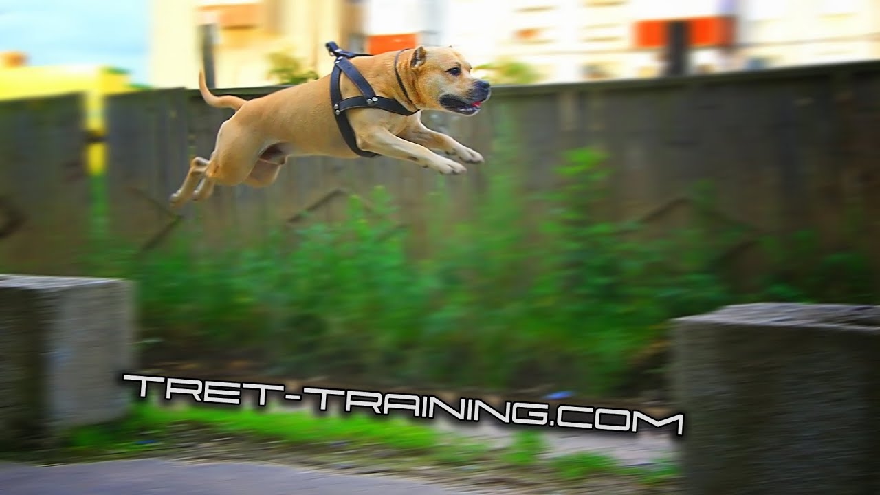 Super Dog Training - YouTube