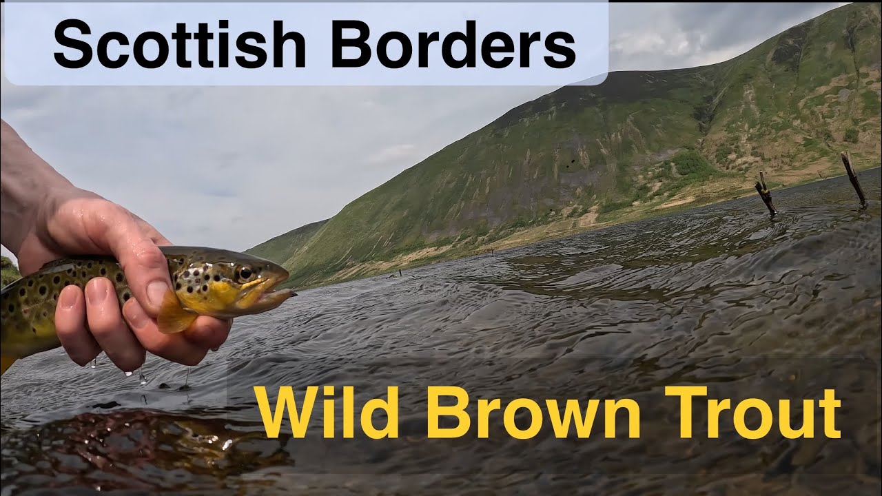 A Short Session Fly Fishing for Wild Trout - in the Very Windy Scottish ...