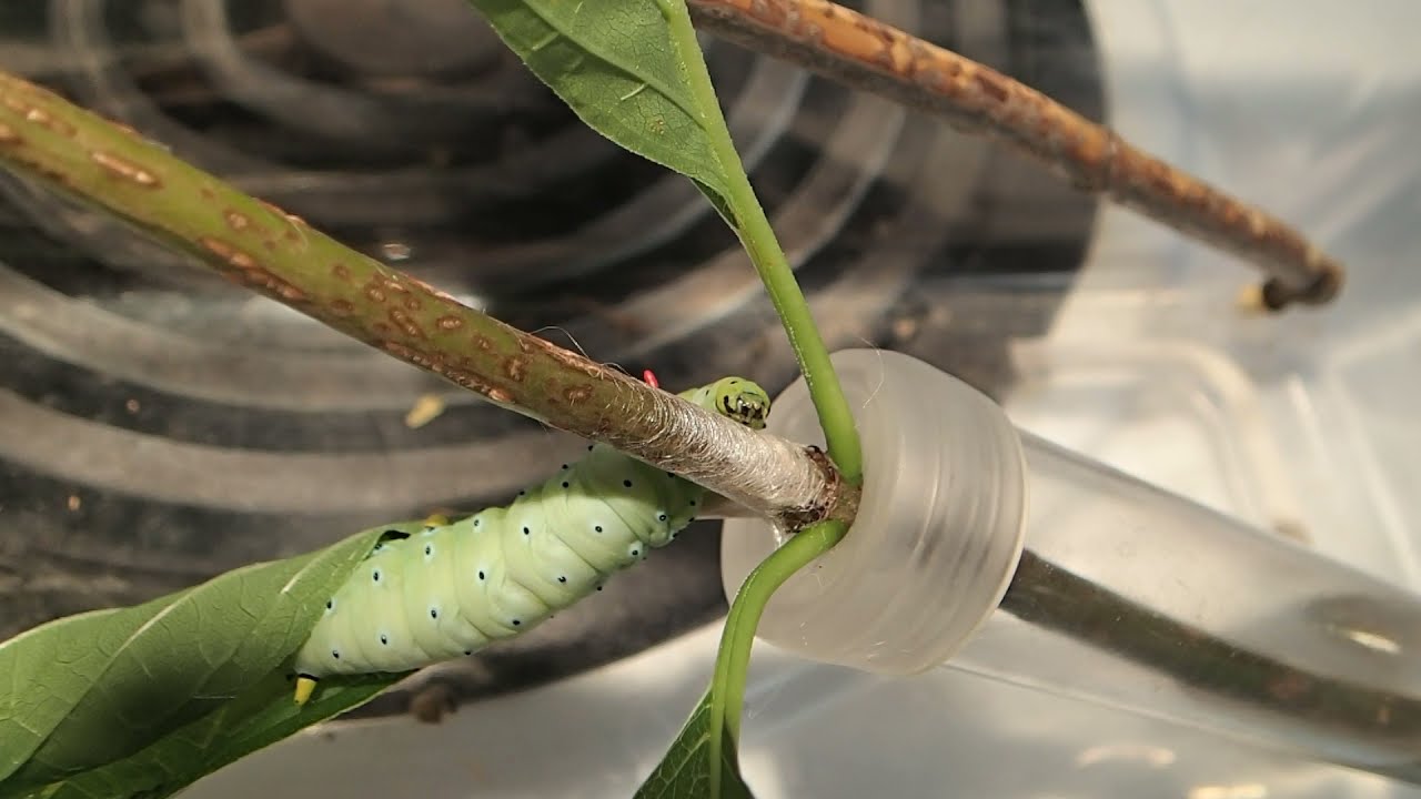 Incredible cocoon engineering by Promethea moth - YouTube