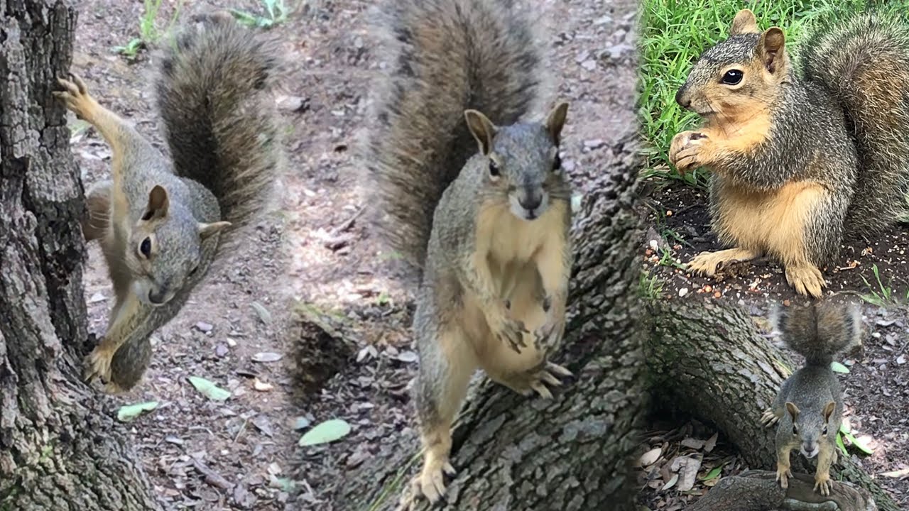 SQUIRREL SHOW in THE BACKYARD - YouTube