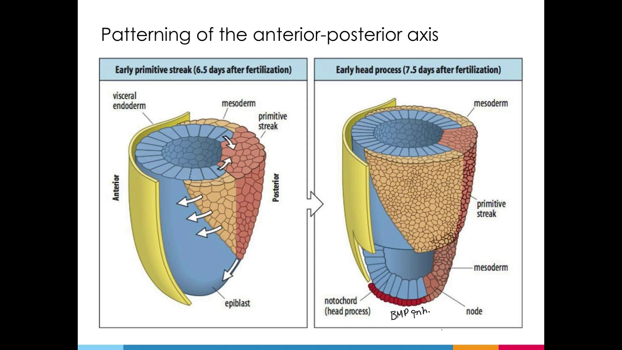 PCB 4253 Chapter 12 Part 2 Video 1 Mammalian Development Axis ...