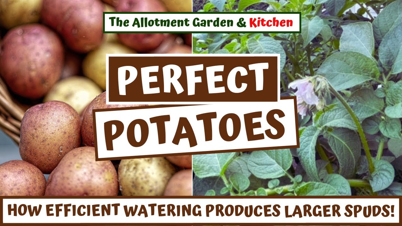 Potato Perfection - Essential Watering Tips and Tricks to Produce ...