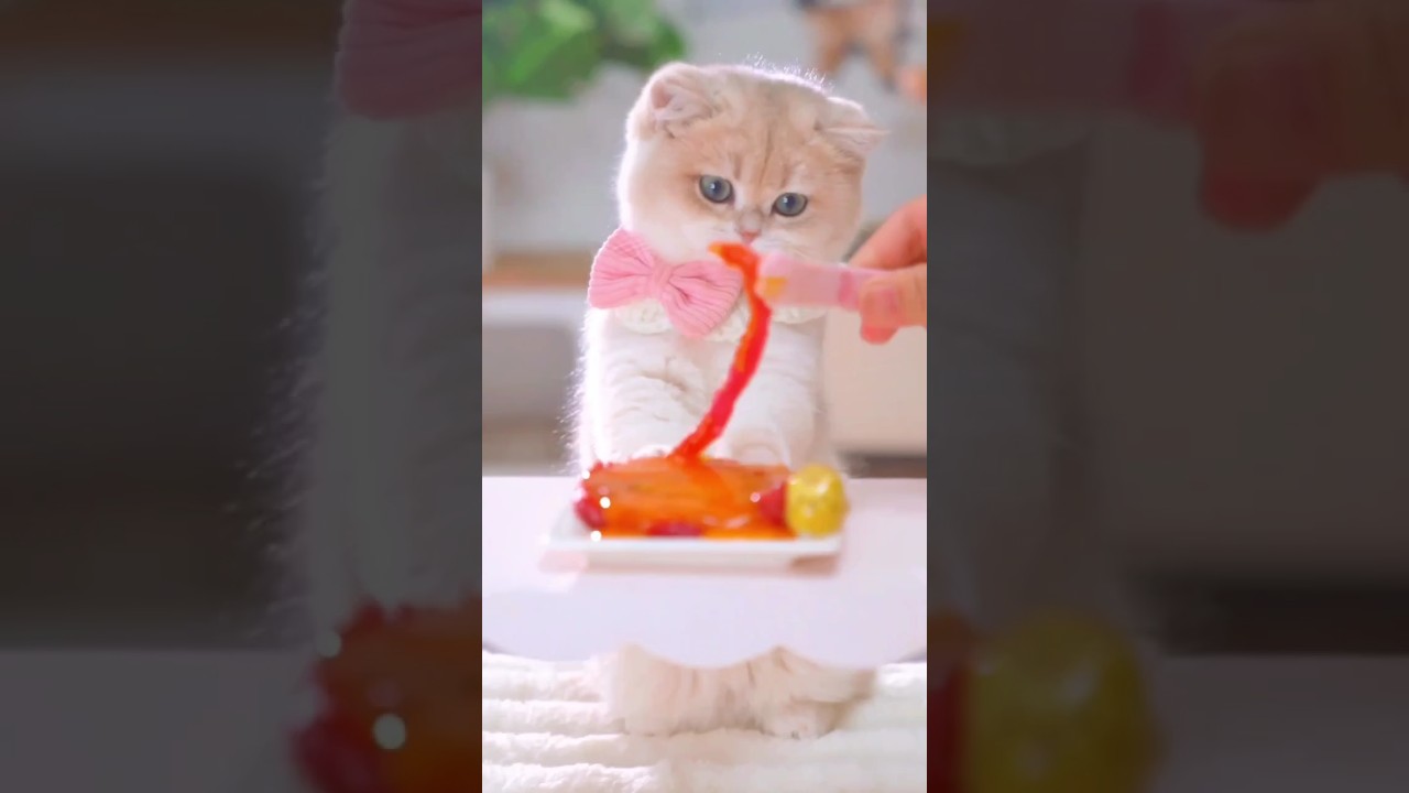 Cats ASMR compilation|cats eating food ASMR@RC_2603 credits:Insta ...