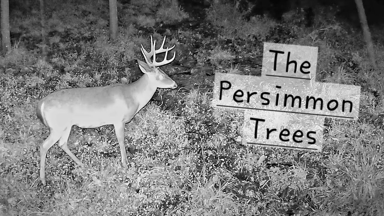 Virginia Trail Cameras - The Persimmon Trees in the Blue Ridge ...