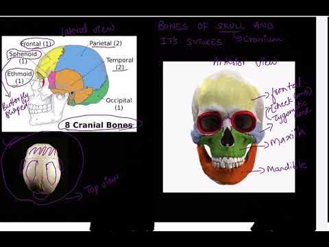 2. Bones of skull & Sutures | Krok 1| Easy Anatomy | Sagittal suture ...