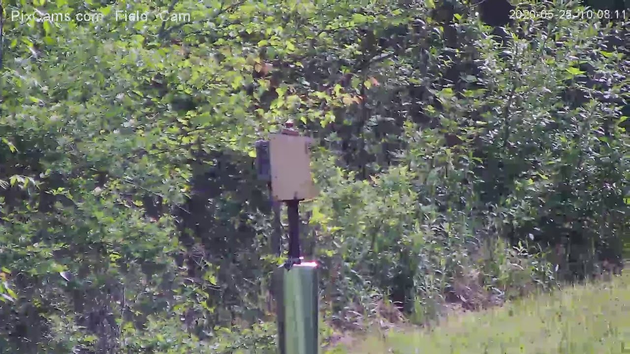 Field Cam Live Stream - YouTube