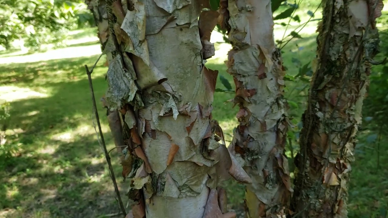 Birch Bark Identification Planting Birch Trees In Vermont