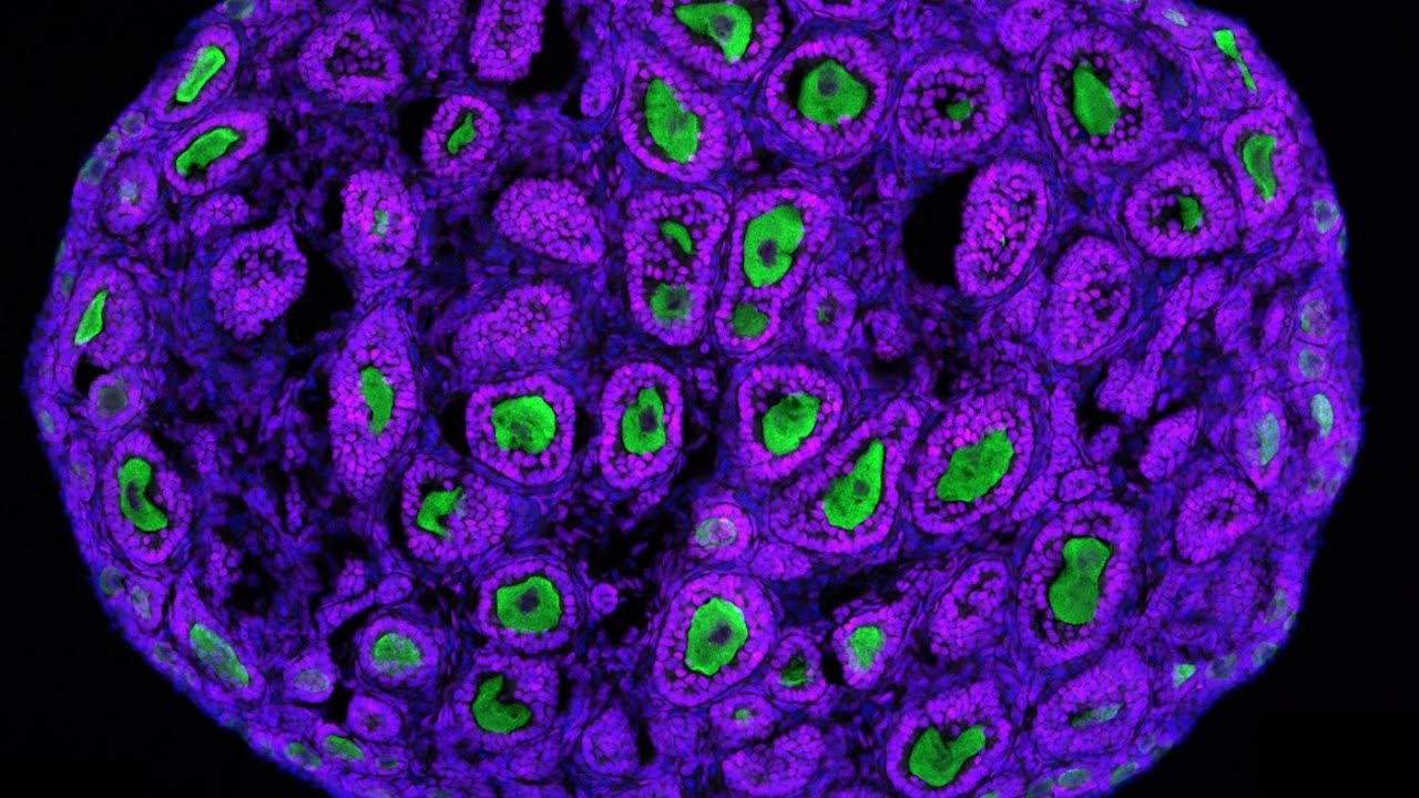 A scientist's journey into revolutionising human reproduction | The ...