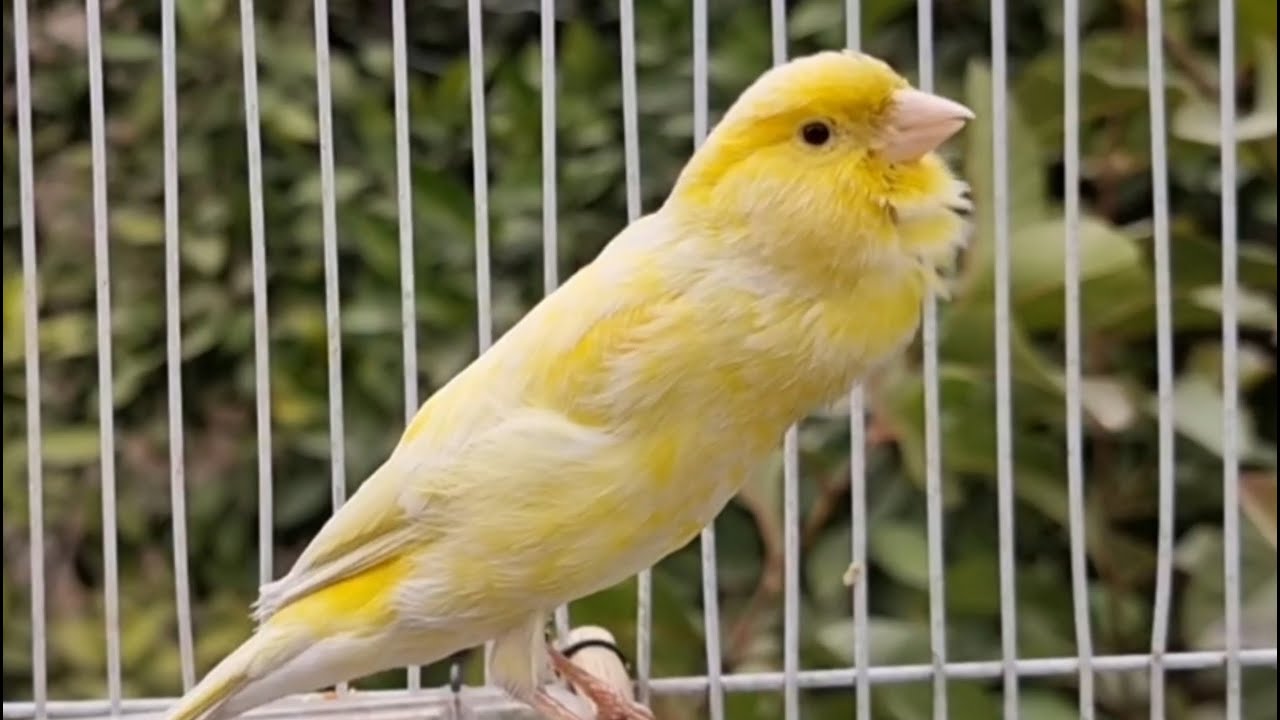 Canary Singing Best Video To Training Canaries Birds - YouTube