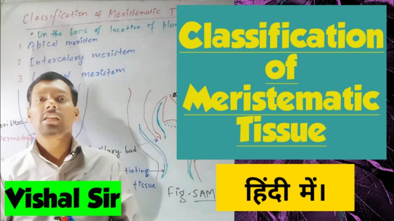 classification of meristematic tissue - on the basis of location plant ...