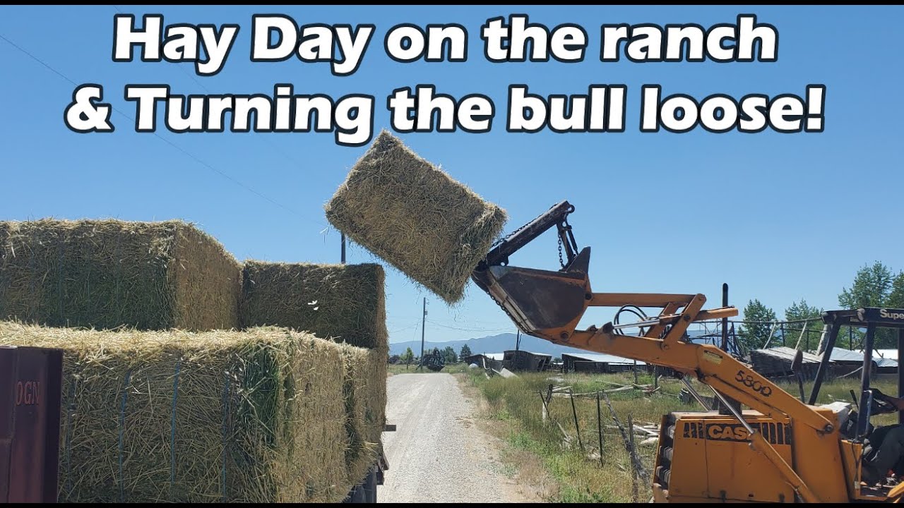 Hay Day & 'Oscar' the Bull goes to work! - YouTube
