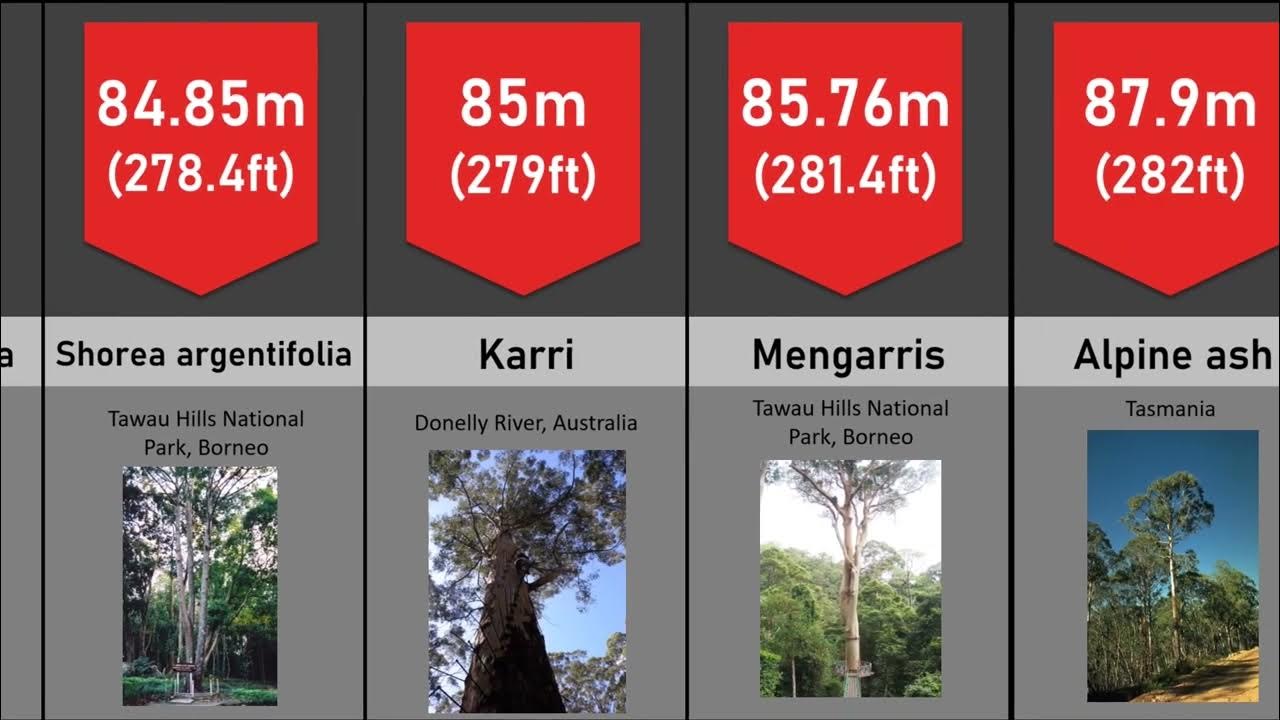 Comparison: Tallest Tree Species - YouTube