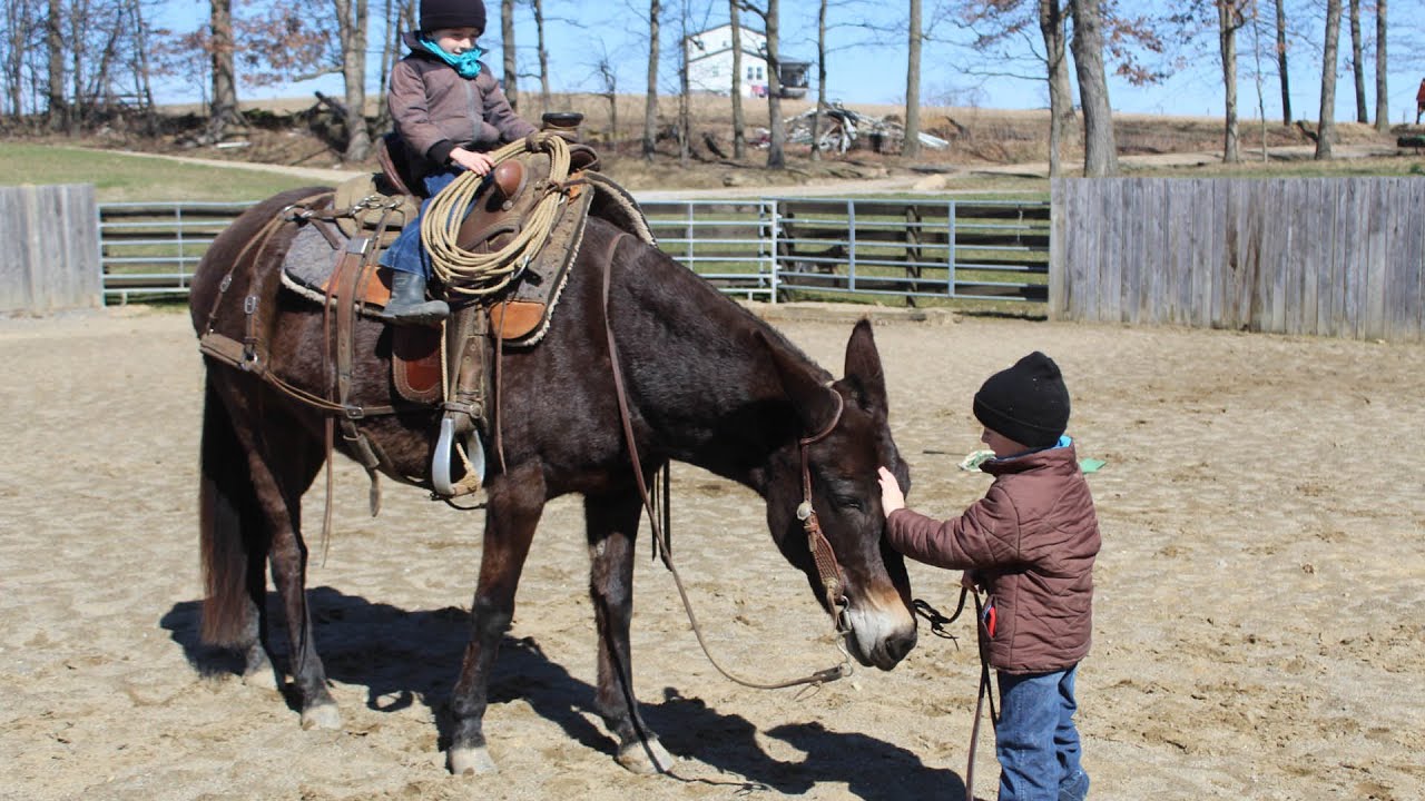 Kya, 2015 14.1 hand Quarter Horse Molly Mule | Many Miles of Trail ...
