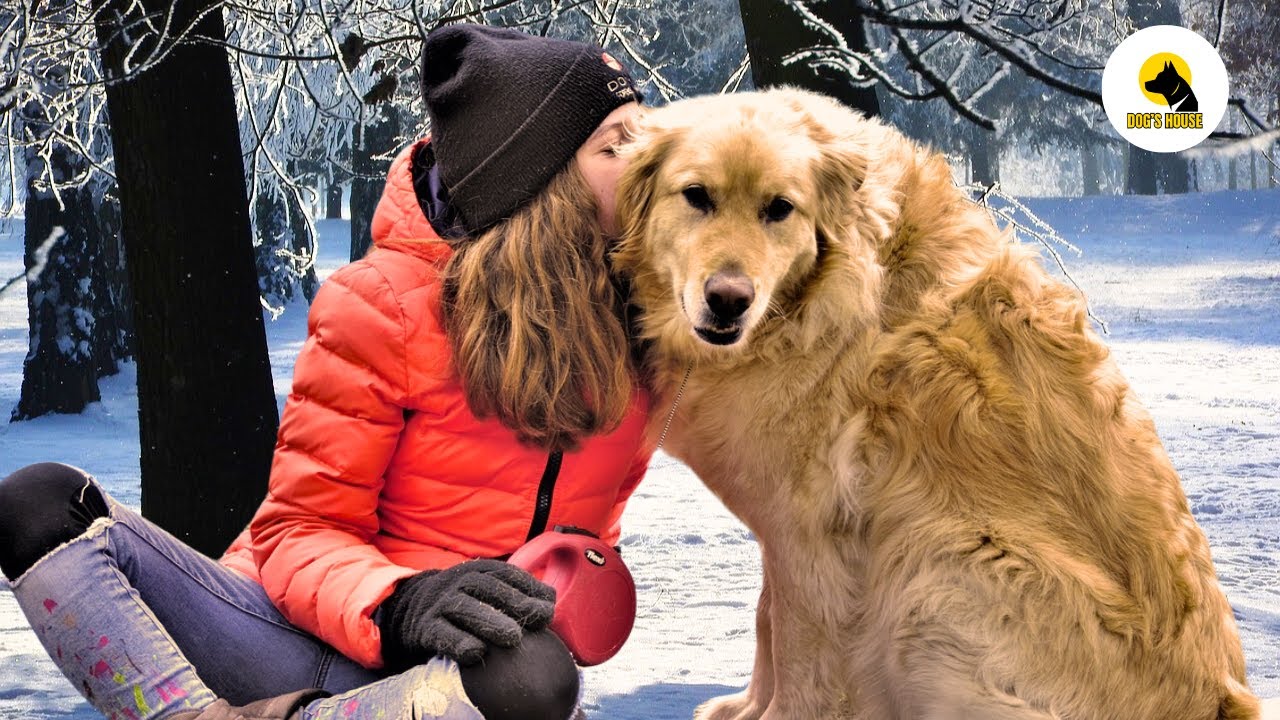 "The Ultimate Guide to GOLDEN RETRIEVER: Everything You Need to Know ...