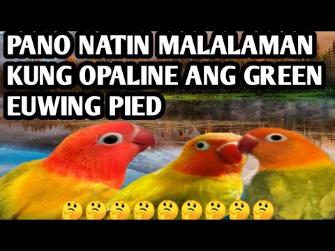 GREEN EUWING PIED BAKIT HIRAP MALAMAN KUNG OPA😕😕 - YouTube