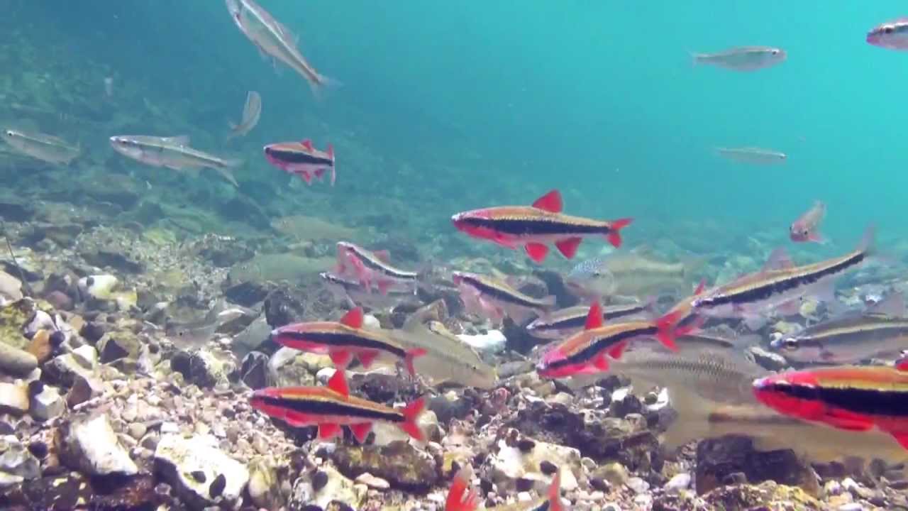 cardinal shiners - YouTube