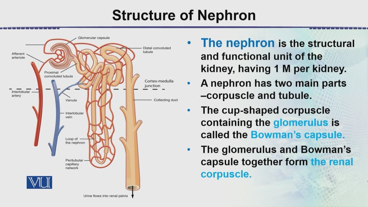 Structure of Nephron | Animal Form & Function 2 (Theory) | ZOO517T ...